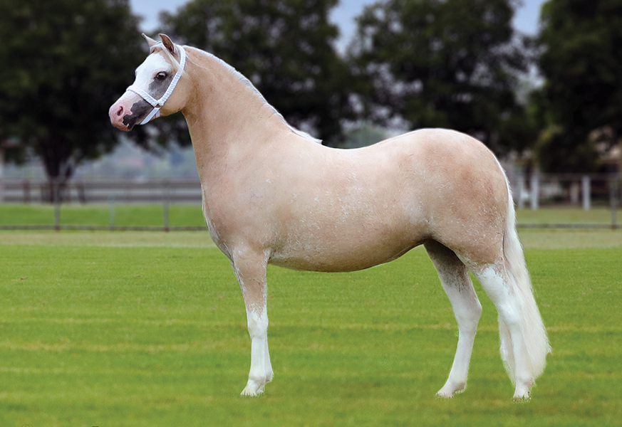 Welsh Pony & Cob Society of Australia – Welsh Pony & Cob Society of ...