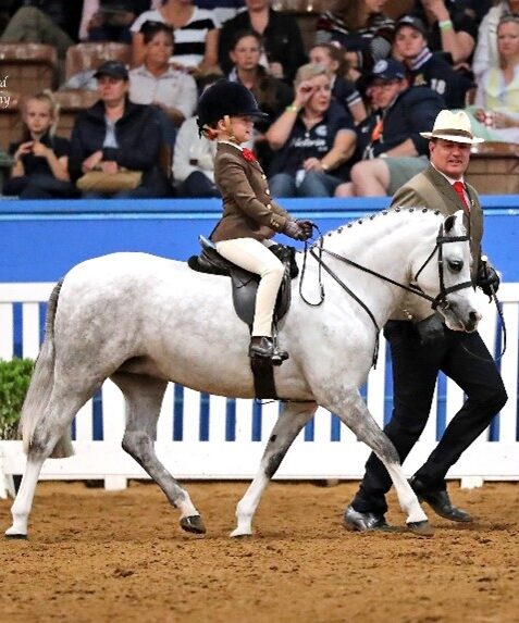 Welsh Breeds – Welsh Pony & Cob Society of Australia