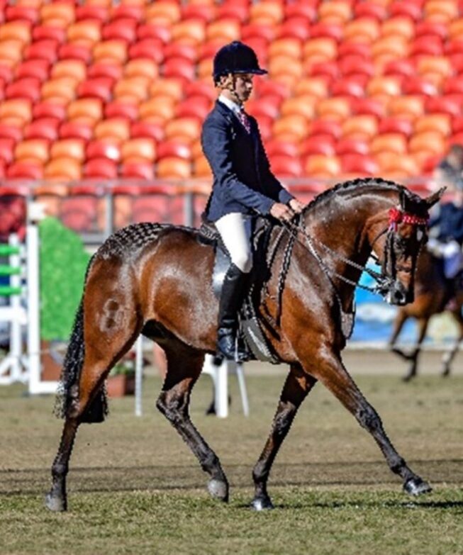 Welsh Breeds – Welsh Pony & Cob Society of Australia