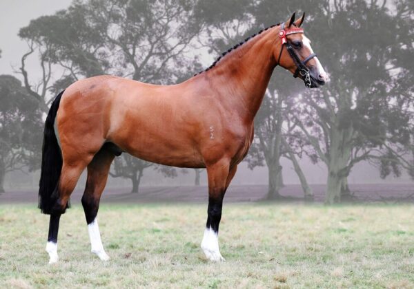 Welsh Breeds – Welsh Pony & Cob Society of Australia