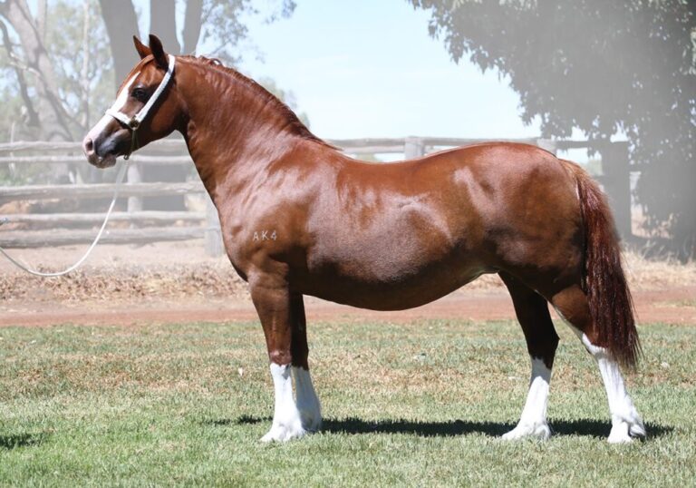 Welsh Breeds – Welsh Pony & Cob Society of Australia