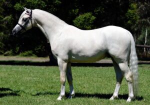 Welsh Breeds – Welsh Pony & Cob Society of Australia