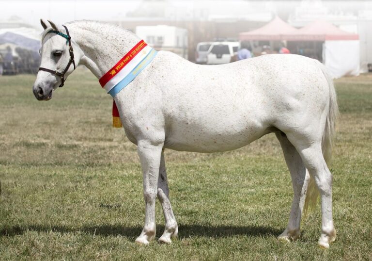 Welsh Breeds – Welsh Pony & Cob Society of Australia