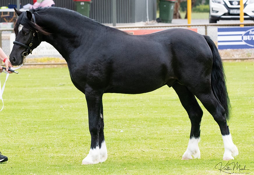 Welsh Pony & Cob Society of Australia – Welsh Pony & Cob Society of ...
